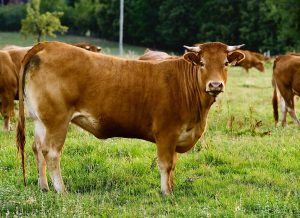 Pemanfaatan Fertility-Associated Antigen Sapi Jantan untuk Meningkatkan ...
