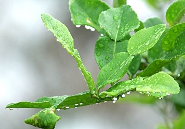 Toksisitas Ekstrak Daun Citrus Mitis, Citrus Aurantifolia, dan Citrus ...