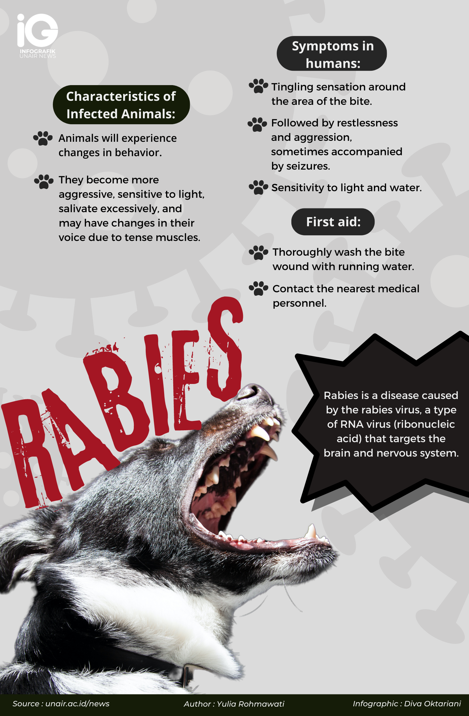 Infographic Rabies Infographic Rabies