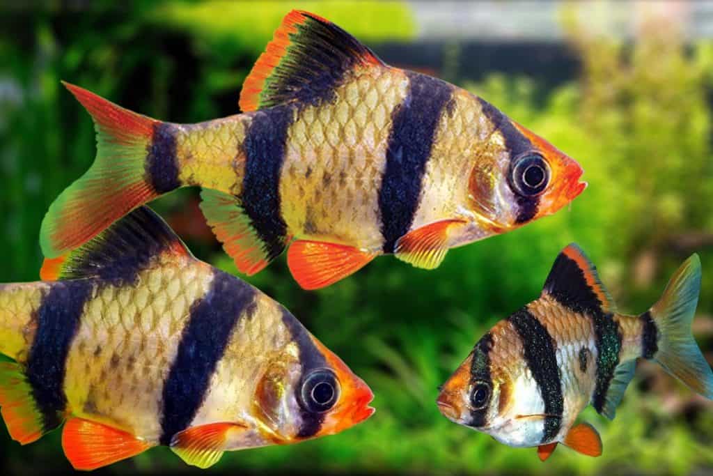 Terobosan Pemijahan Massal Ikan Tiger Barb di Akuakultur Ornamental ...